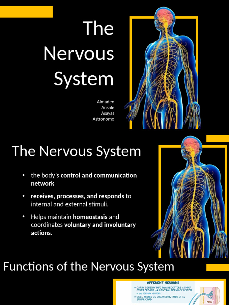 NERVOUS-SYSTEM.ppt | PDF | Central Nervous System | Nervous System