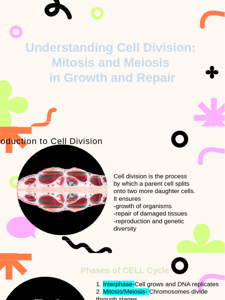 Mitosis and Meiosis Explained | PDF | Mitosis | Meiosis