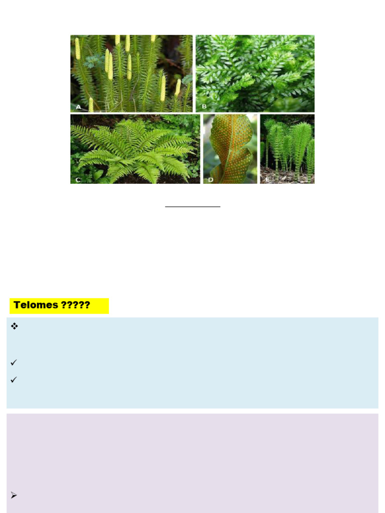 Telome Concept | PDF | Leaf | Plants