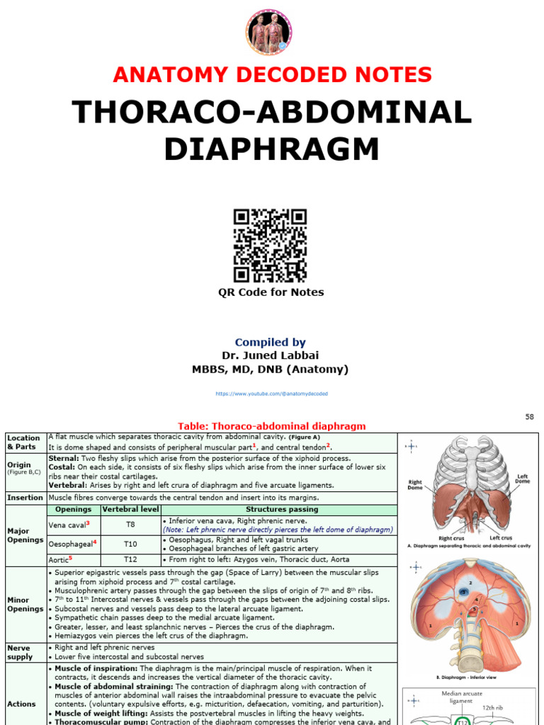 Thoraco-Abdominal Diaphragm Anatomy Guide | PDF | Thorax (Human Anatomy ...