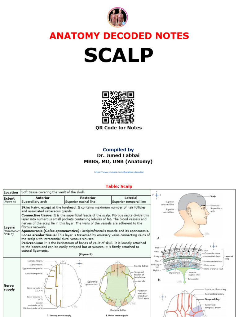 Scalp Anatomy and Clinical Insights | PDF | Vein | Human Anatomy