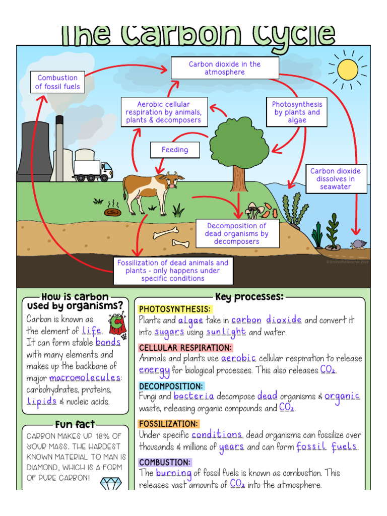 Carbon and Nitrogen Cycle Processes | PDF | Nitrogen | Nitrate