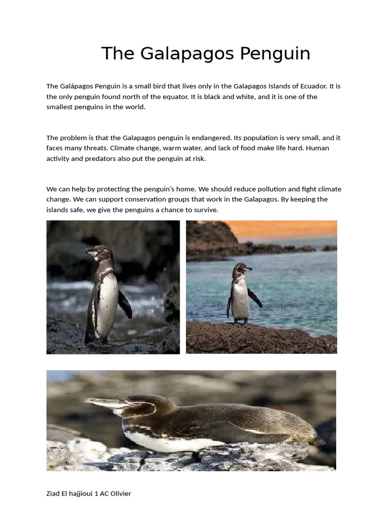 Endangered Galapagos Penguin Facts | PDF