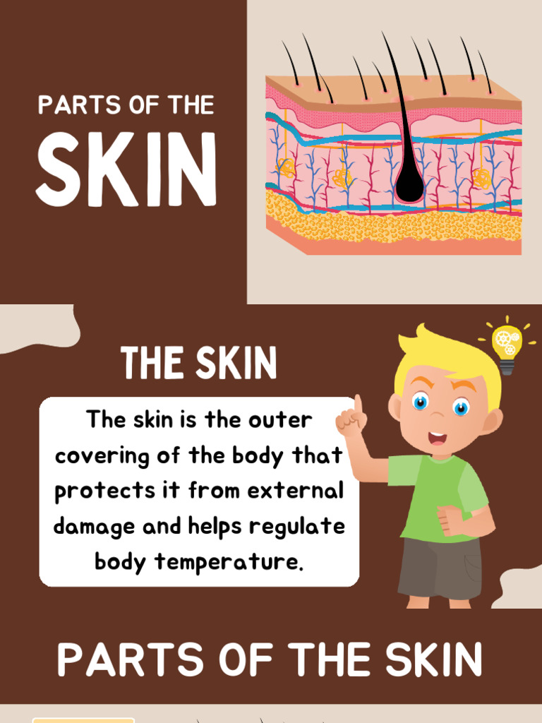 Anatomy of Skin Layers and Functions | PDF