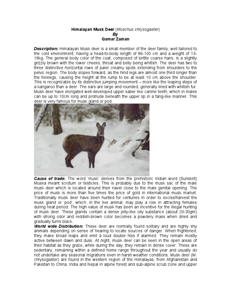 Musk Deer in Neelum Valley Azad Jammu and Kashmir | PDF | Hunting | Deer