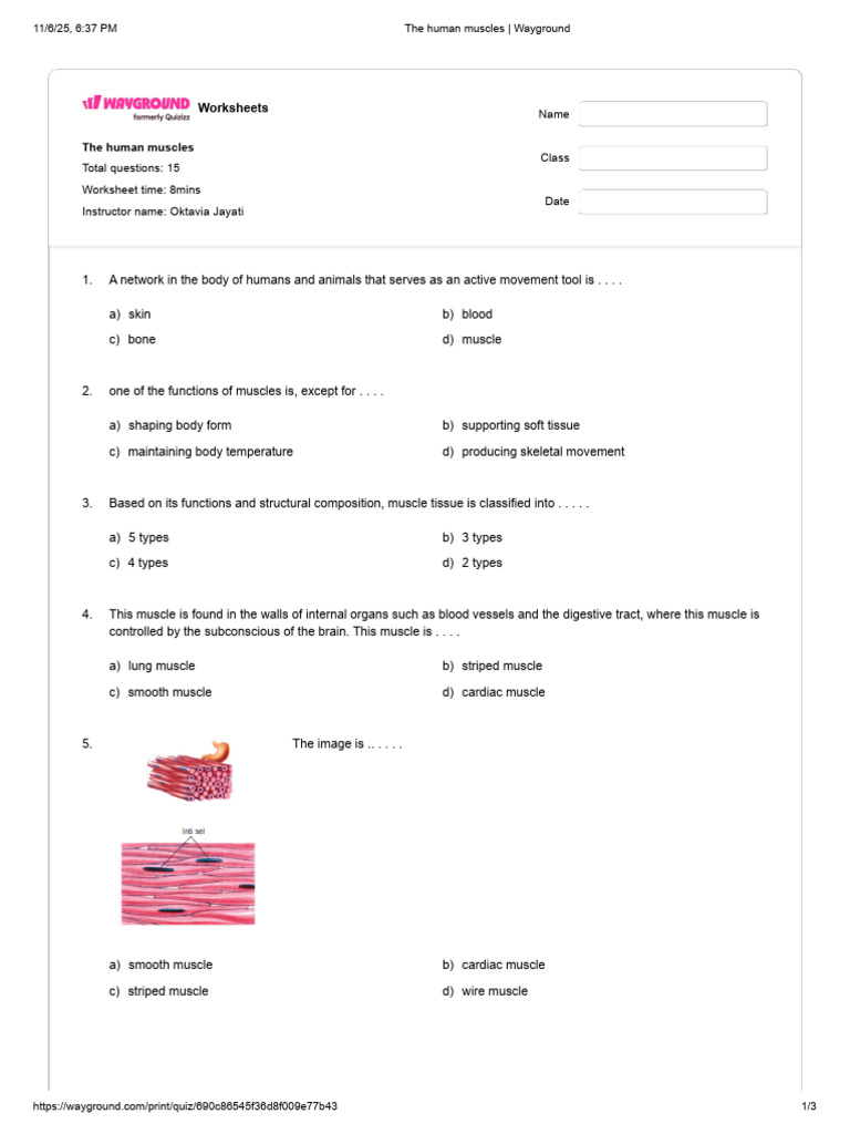 Human Muscle Worksheet Quiz | PDF | Muscle | Musculoskeletal System