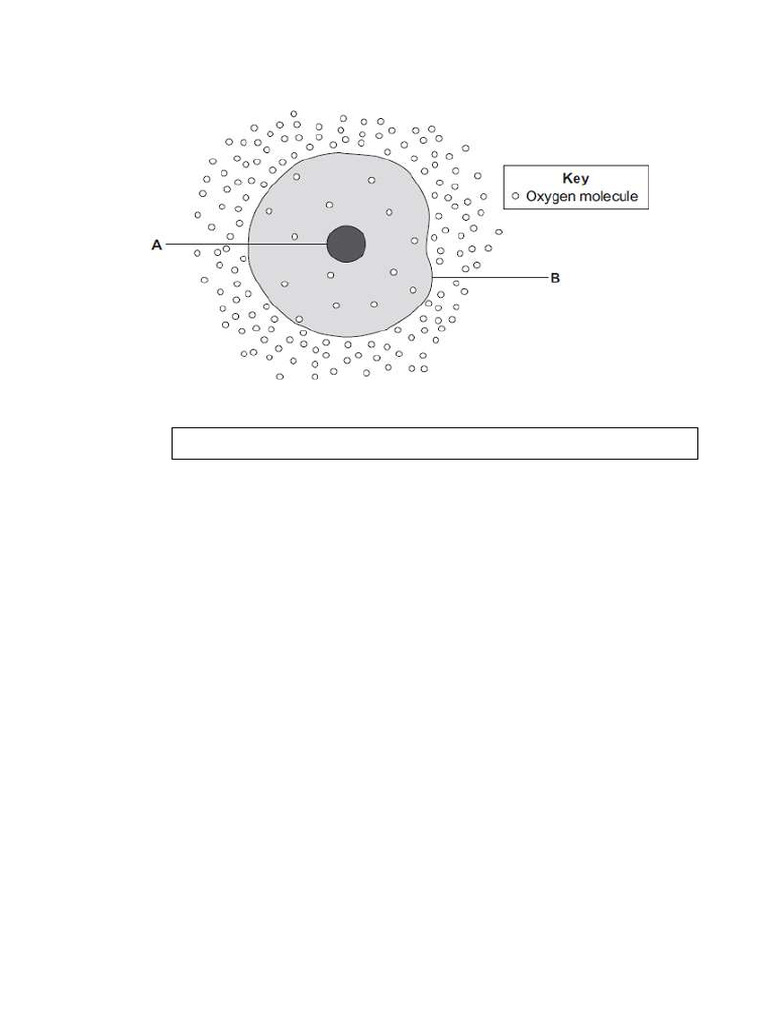 Diffusion Work Sheet | PDF | Cell (Biology) | Chloroplast