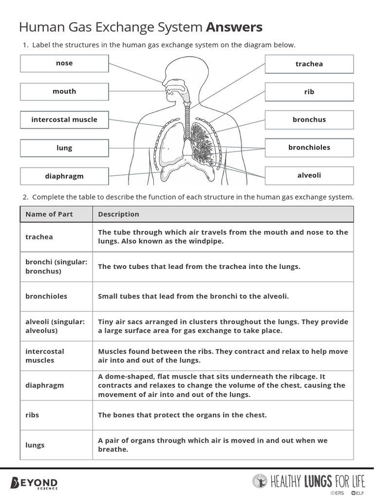 Human Gas Exchange System Explained | PDF