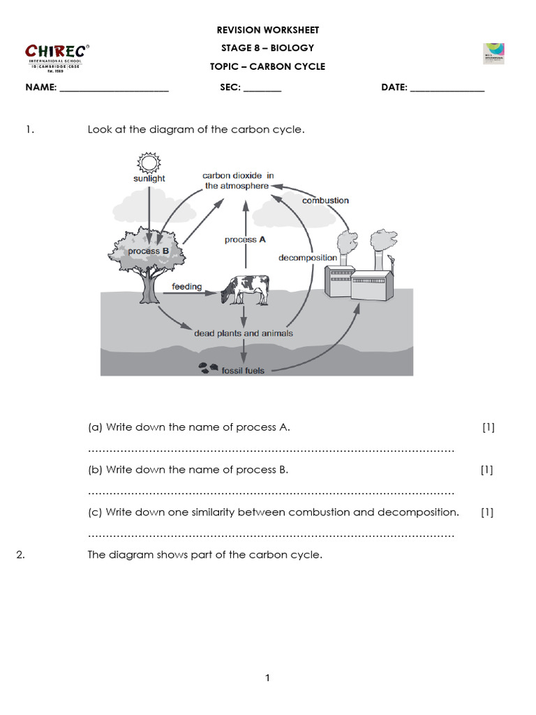 Carbon Cycle Revision Worksheet | PDF