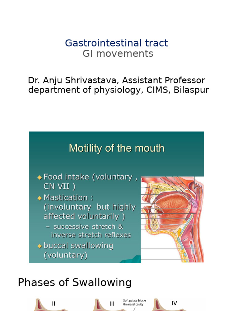 GI Tract Motility and Swallowing Phases | PDF