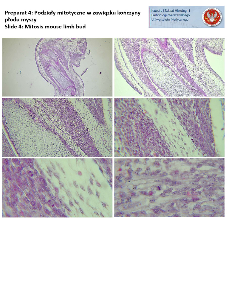 4 Mitosis Limb Bud | PDF
