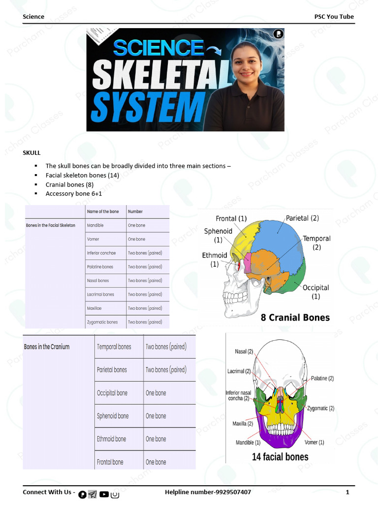 Human Skeletal System Overview | PDF | Vertebra | Musculoskeletal System