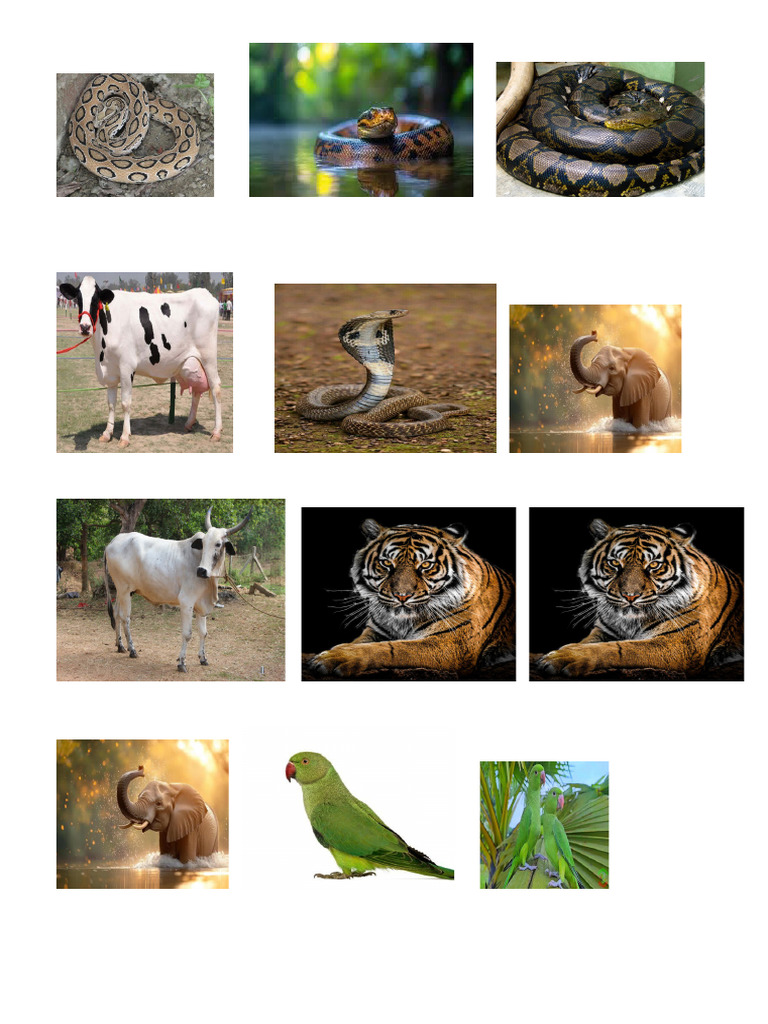 Animals | PDF
