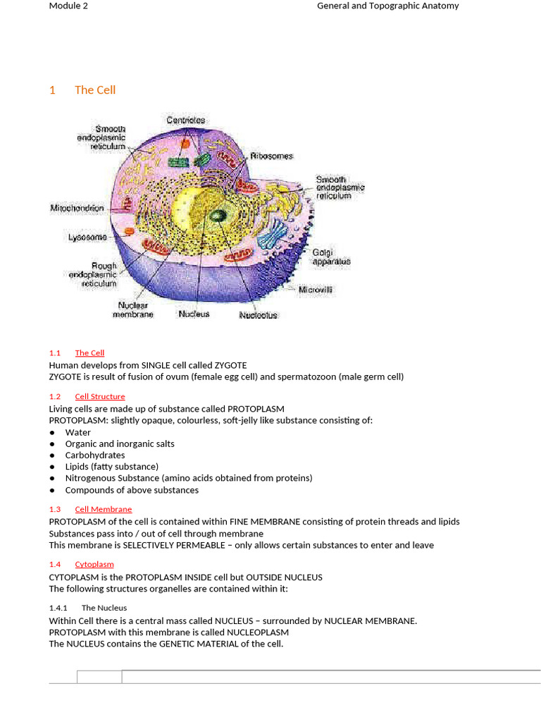 Anatomy and Cell Structure Overview | PDF | Anatomical Terms Of ...