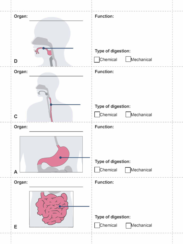 Organ Cards Fillable | PDF