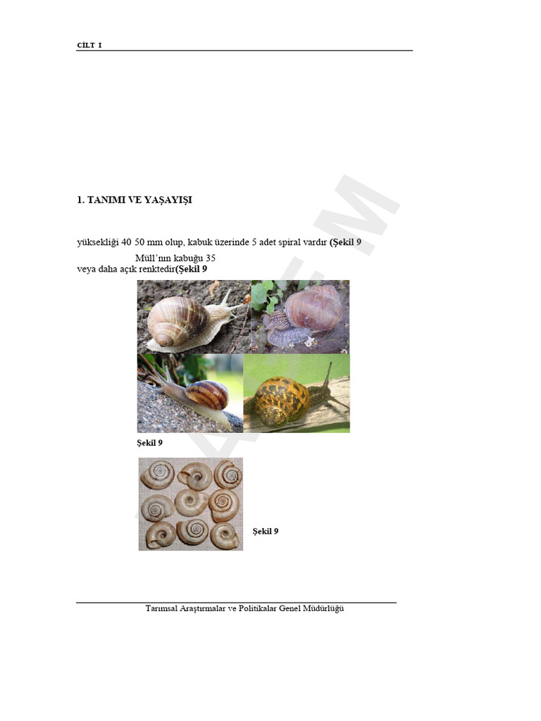 SÜMÜKLÜ BÖCEKLER (Agriolimax Agrestis, Arion Spp. Limax Spp.) | PDF
