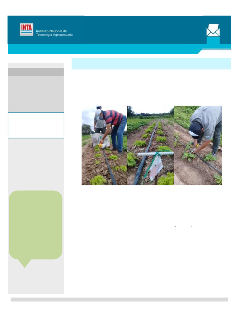 Humus Líquido Aplicación en Cultivos de Lechuga (Lactuca Sativa) y ...