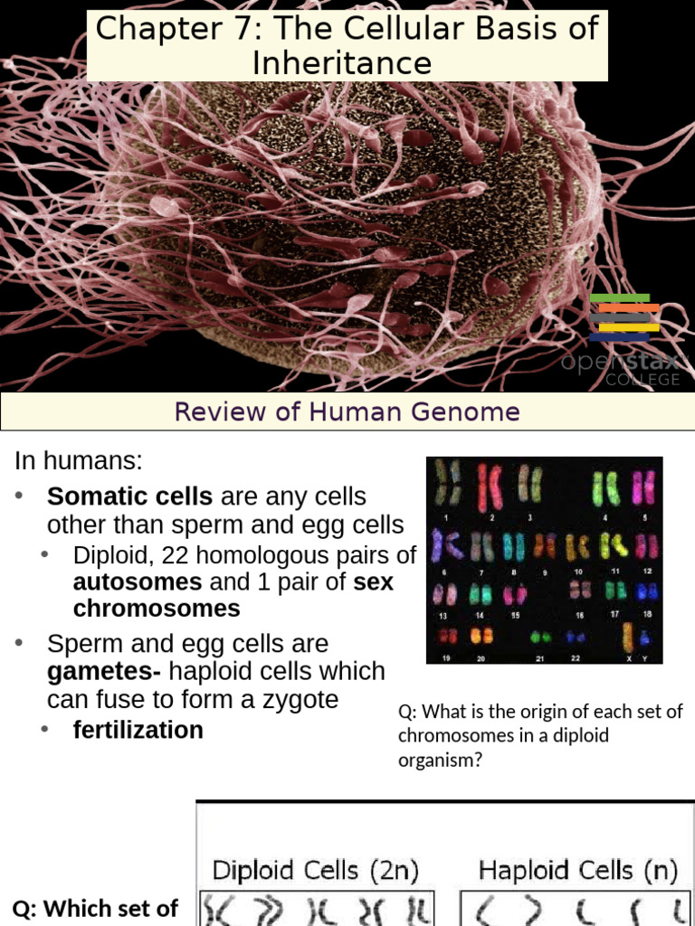 Cellular Basis of Inheritance Explained | PDF | Meiosis | Chromosome