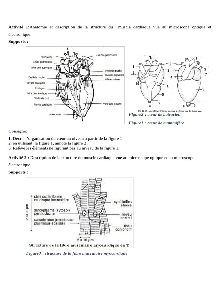 Anatomie et fonctionnement du cœur | PDF | Vaisseau sanguin | Fréquence ...