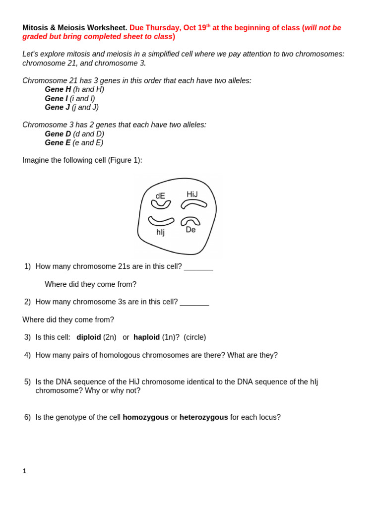 mitosis_meiosis activity worksheet | PDF | Meiosis | Chromosome