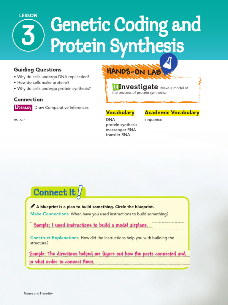 DNA Replication and Protein Synthesis | PDF | Translation (Biology) | Dna
