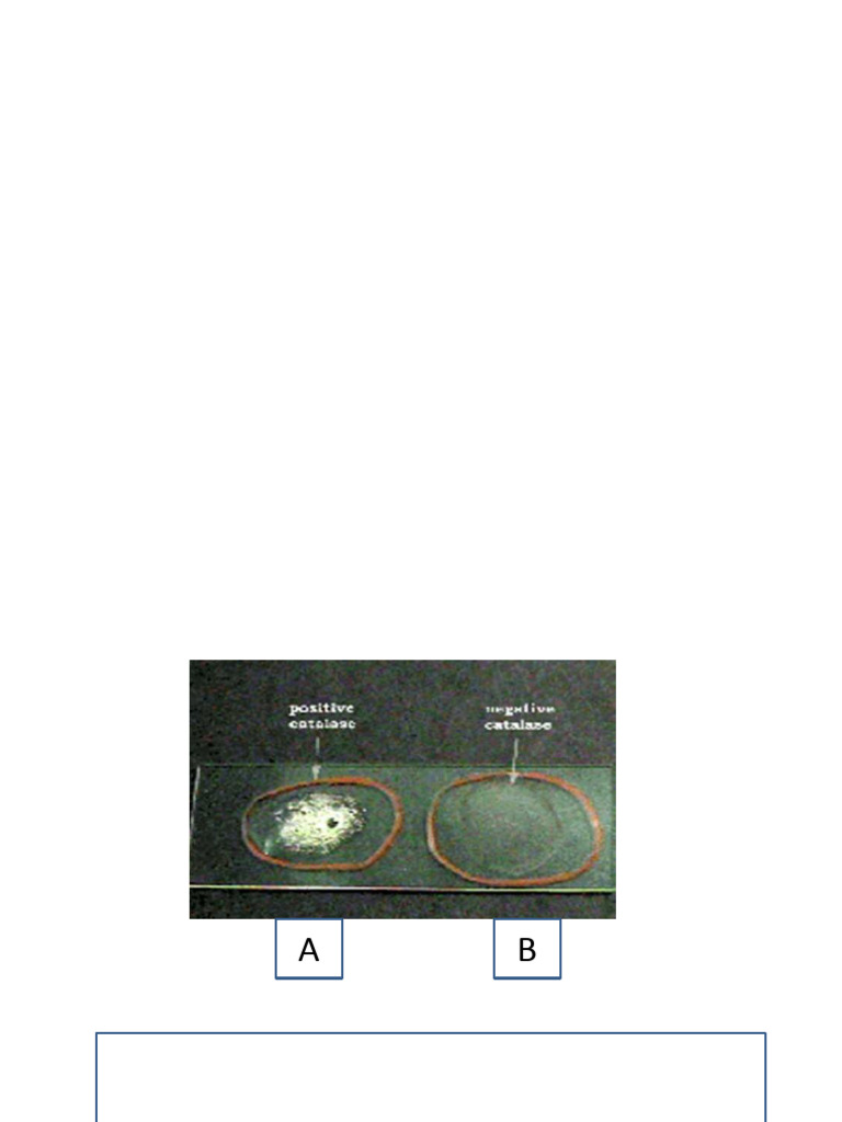 Diagnostic Microbiology Lab | PDF | Staphylococcus | Bacteria