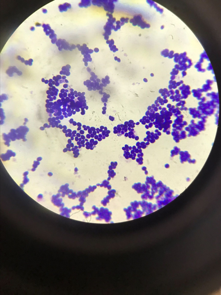 Mycology lab | PDF