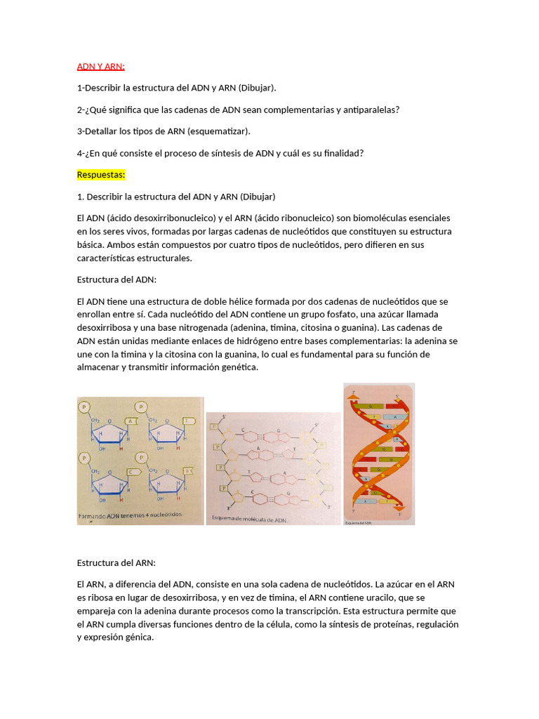 Estructura y Función del ADN y ARN | PDF | Rna | Adn