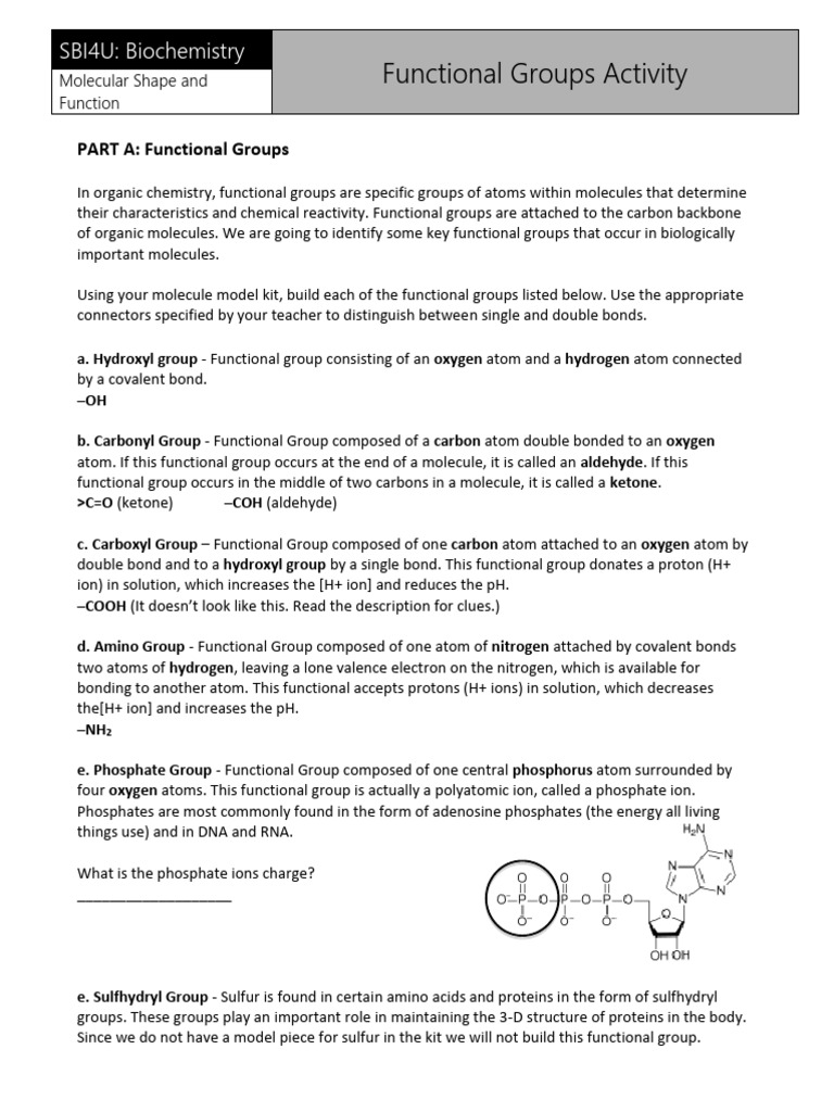 Functional Groups in Biochemistry Activity | PDF | Carbohydrates ...