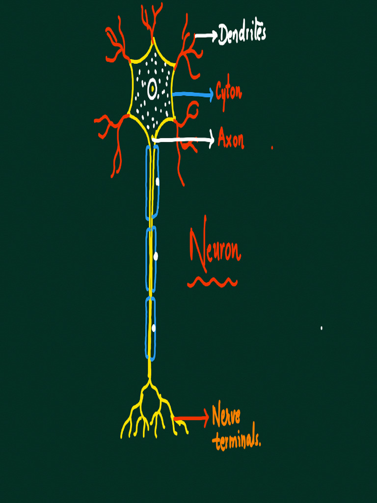 10 TH Imp Biology Diagrams | PDF