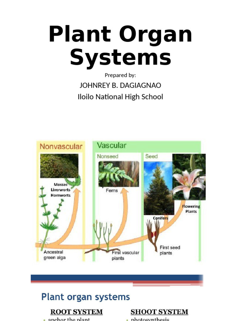 Plant Organ Systems | PDF