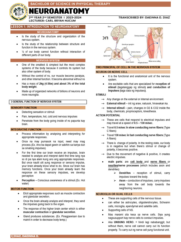 Neuro Anatomy | PDF | Cerebrospinal Fluid | Cerebrum