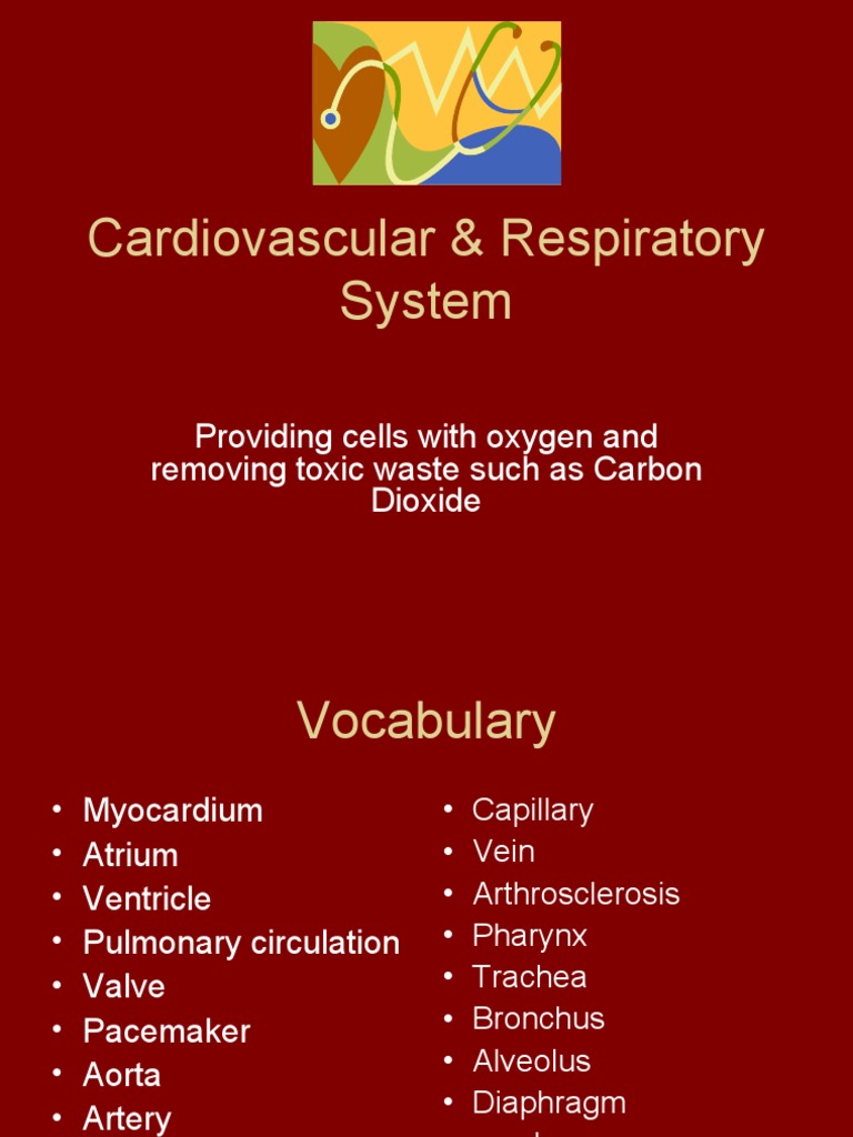 Cardiovascular and Respiratory Systems Overview | PDF | Heart ...
