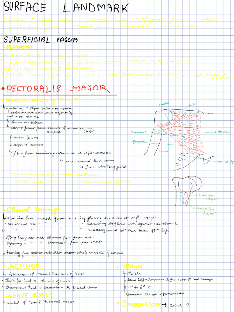 Pectoral Region Short Notes | PDF