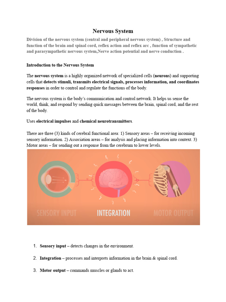 Unit 2.2 Nervous System | PDF | Nervous System | Action Potential
