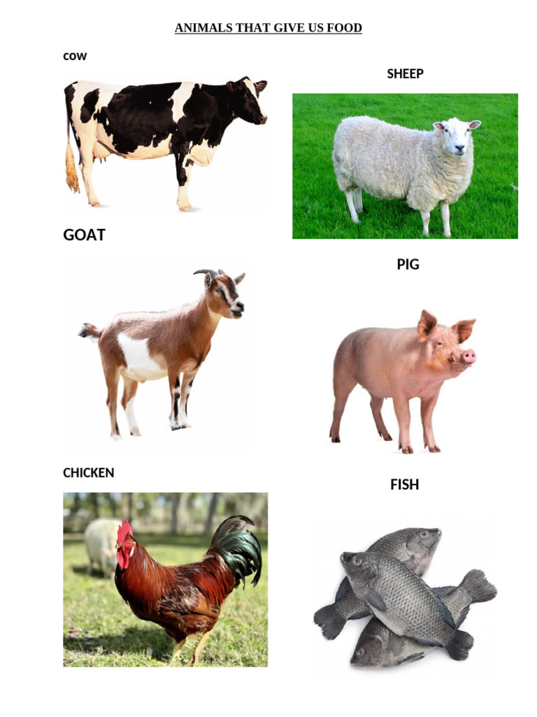 Animals That Give Us Food | PDF