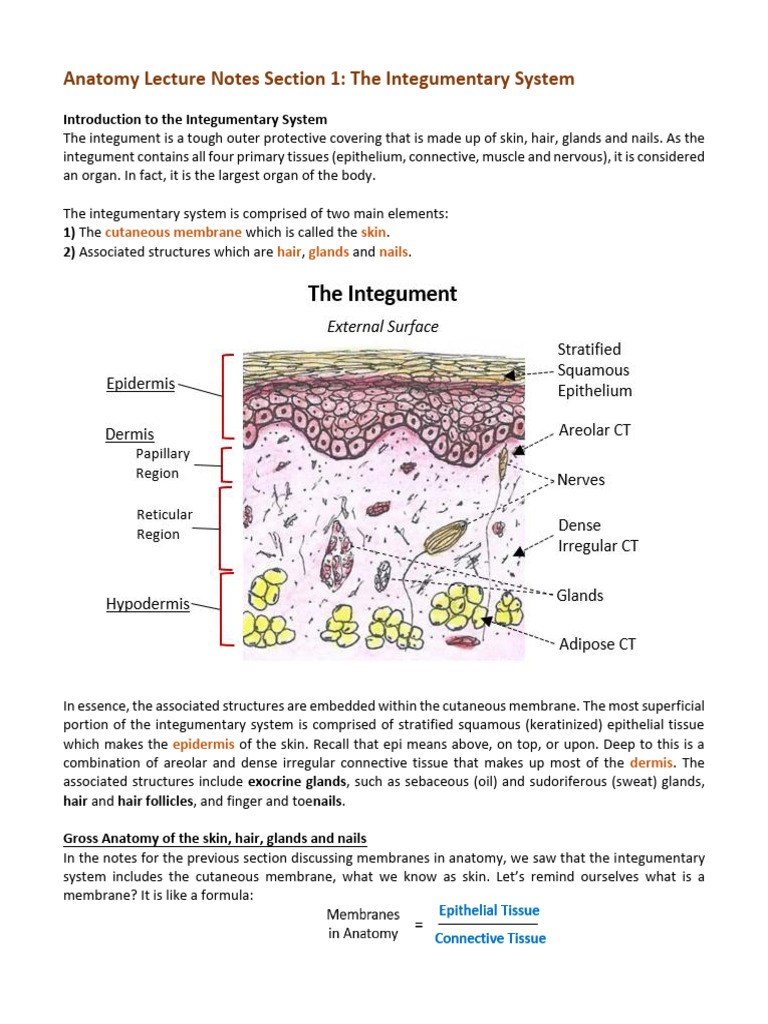 #4 Integumentary Anat Lect Notes | PDF | Nail (Anatomy) | Integumentary ...