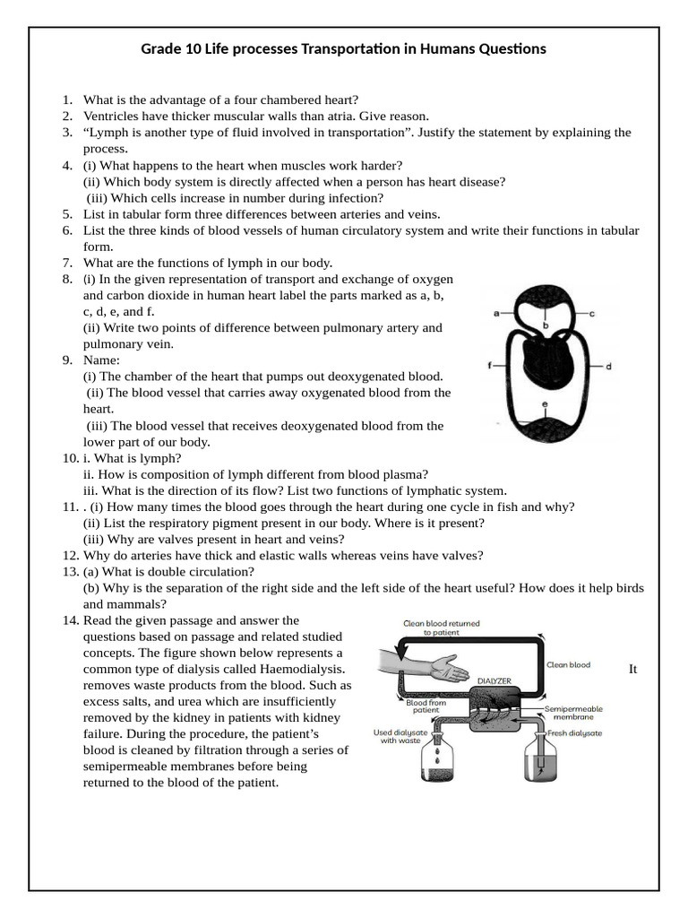 Grade 10 Life Processes Transportation in Humans Questions | PDF ...