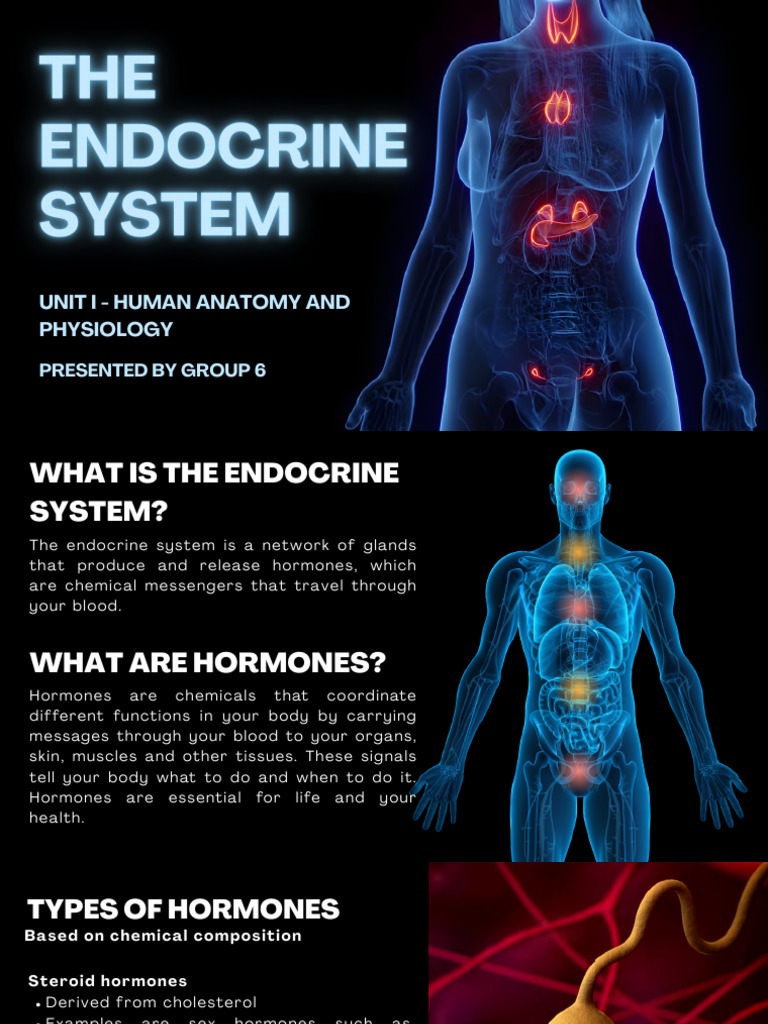 The Endocrine System Education Presentation Blue Animated Style | PDF ...