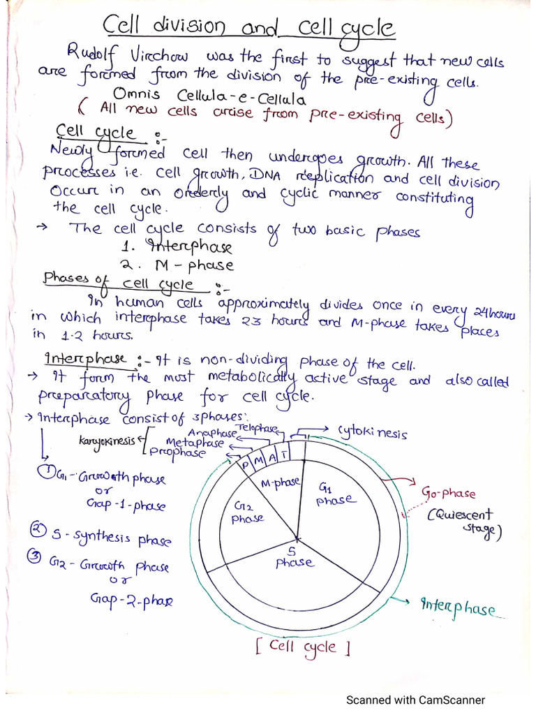 Cell Cycle and Cell Division | PDF