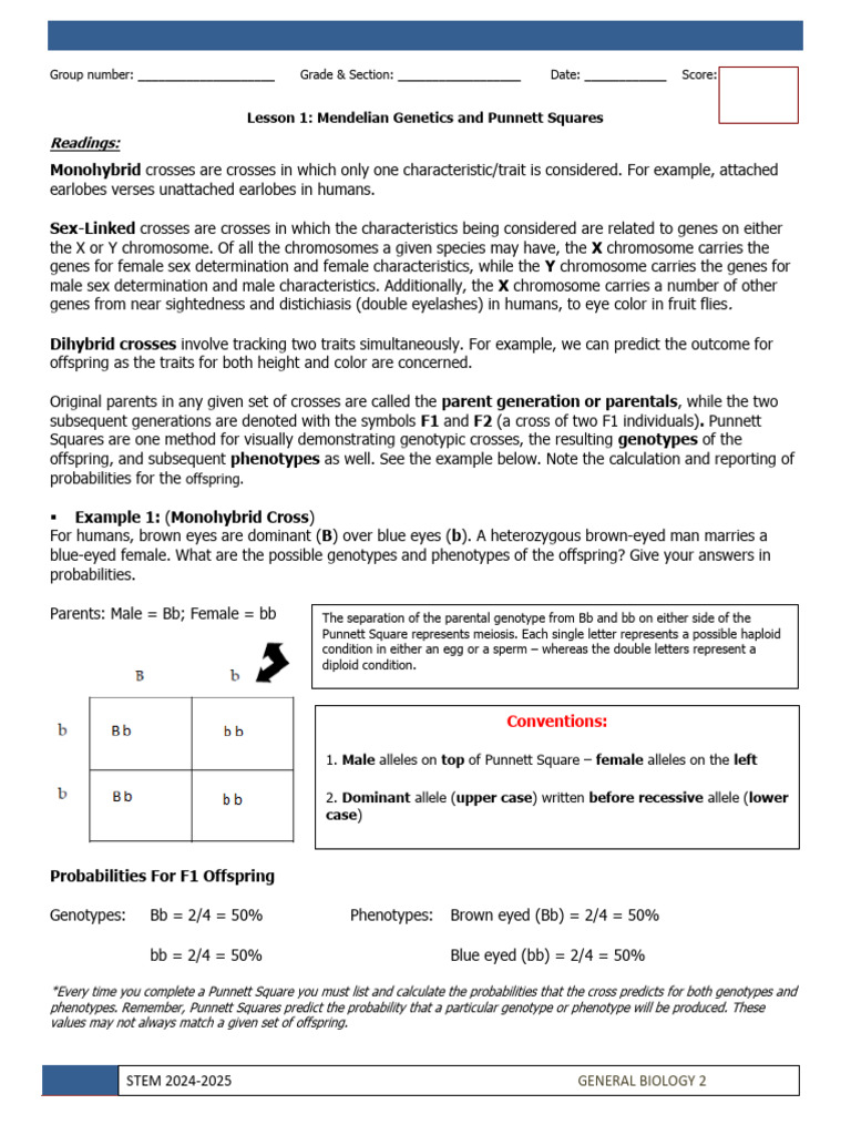 Worksheet 1 Mendels Law of Genetics and Punnett Square | PDF | Genotype ...