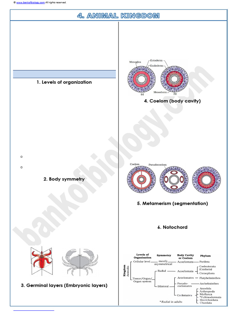 4 Animal Kingdom-Sample Notes | PDF | Zoology | Anatomy