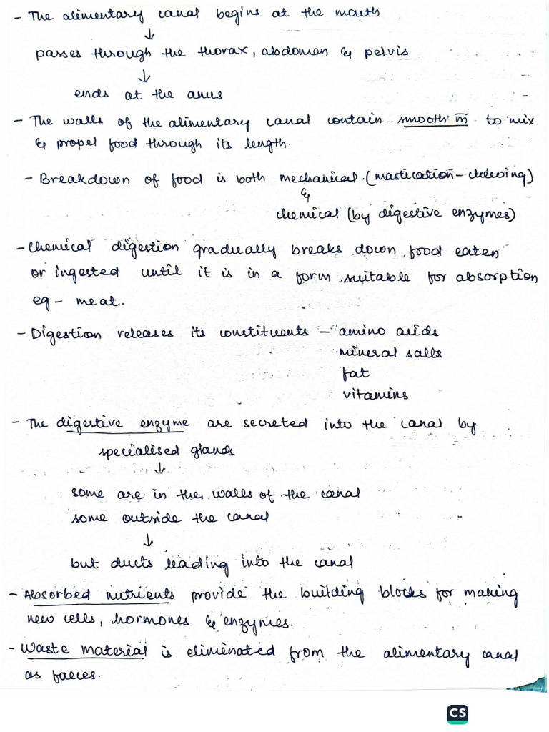 Digestive System (Introduction to Stomach) | PDF