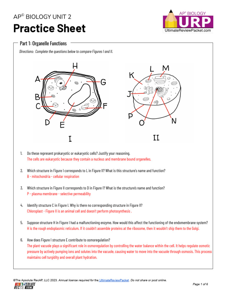 Unit2PracticeSheet AnswerKey 230714 142056 | PDF | Cell (Biology) | Biology