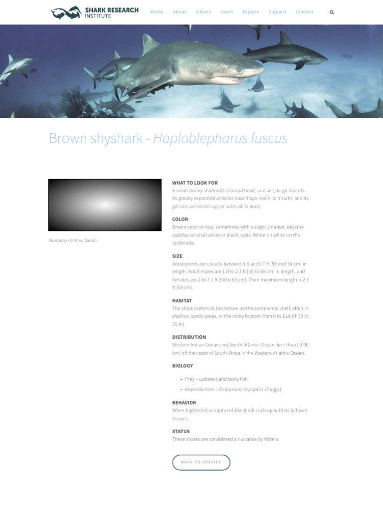 Brown Shyshark - Haploblepharus Fuscus — Shark Research Institute | PDF