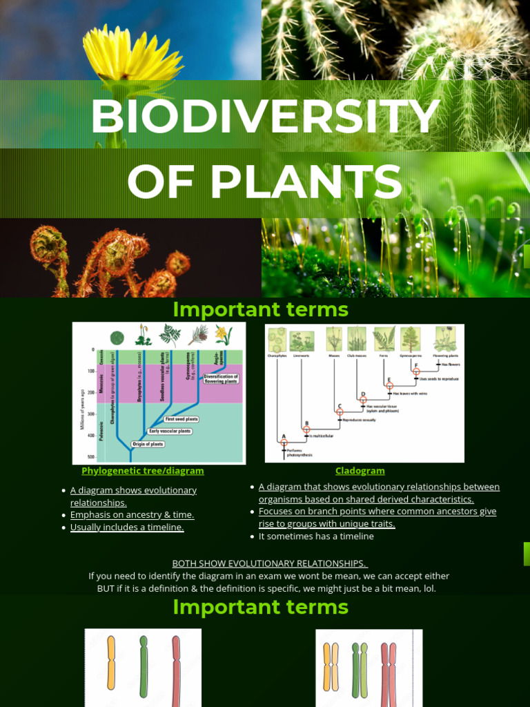 Biodiversity of Plants | PDF | Flowers | Petal