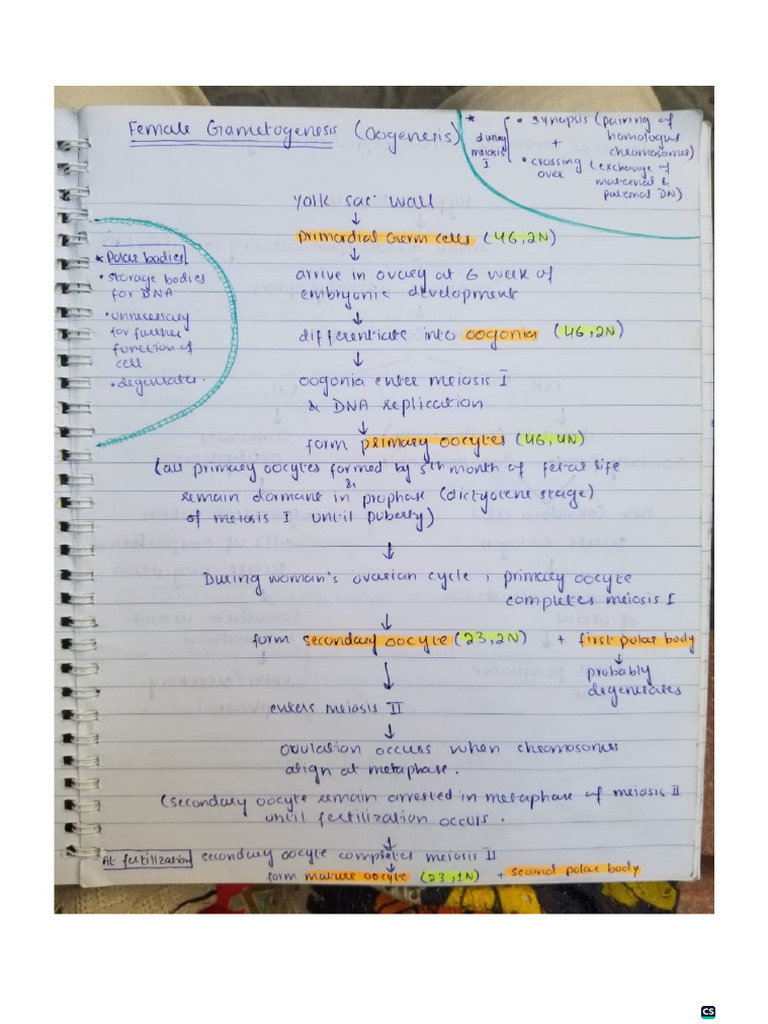 embryology notes-1 | PDF