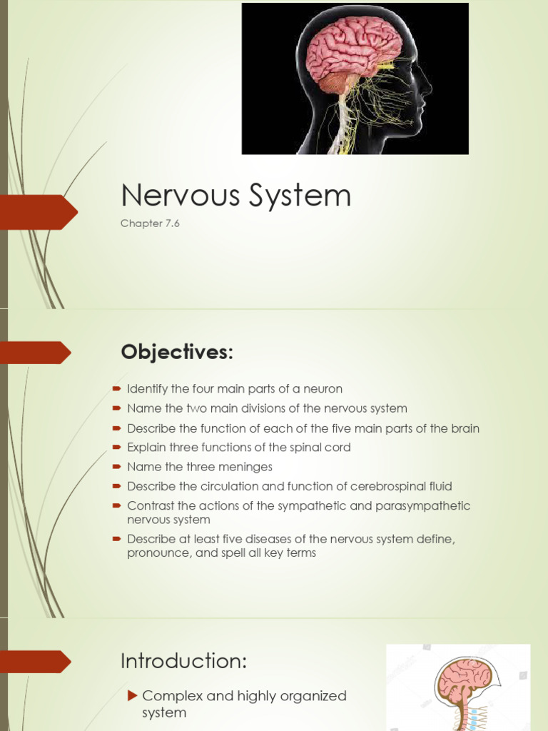 Nervous System 7.6 PP | PDF | Central Nervous System | Nervous System