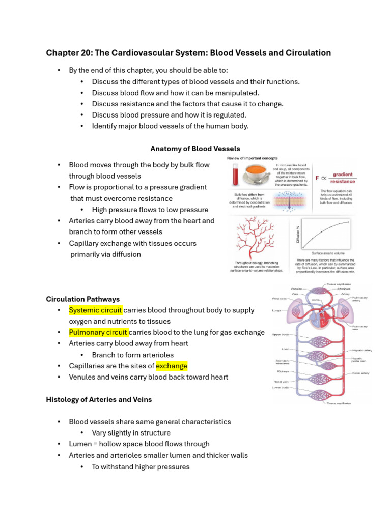 Chapter 20 BLood Vessels Copy | PDF | Vein | Blood Vessel