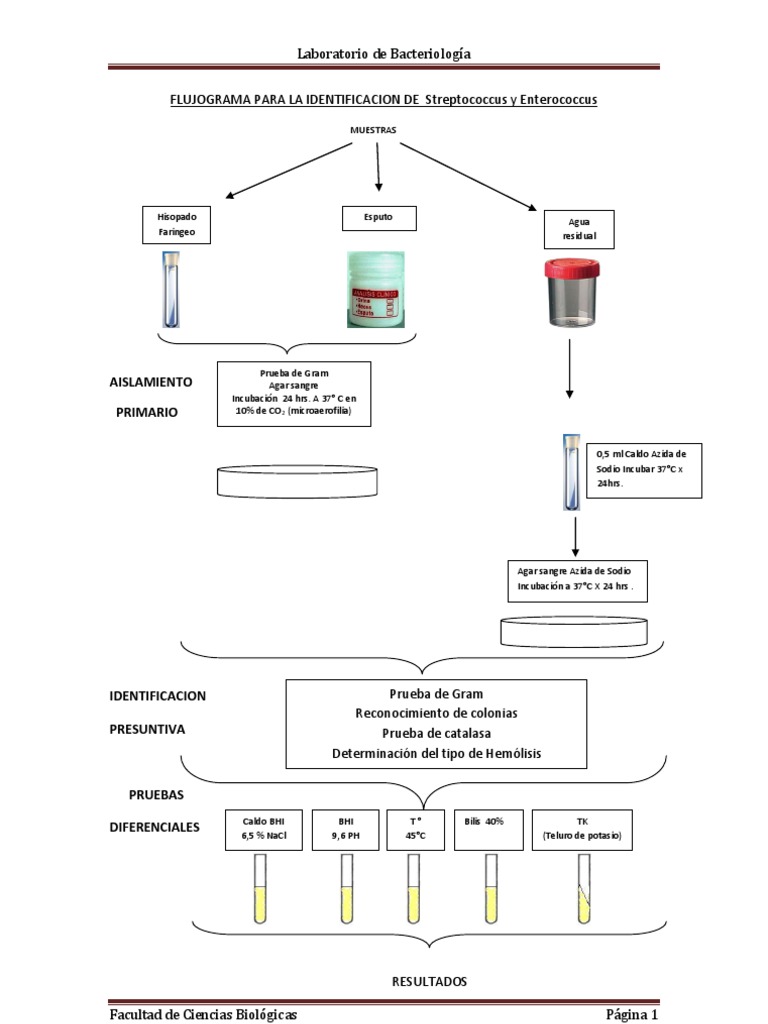 Streptococcus y Enterococcus | PDF | Estreptococo | Microbiología